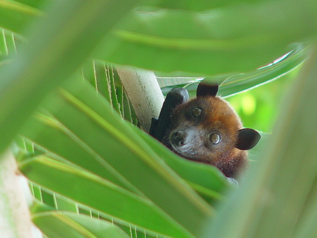 News And Research - Nature.Health.Global